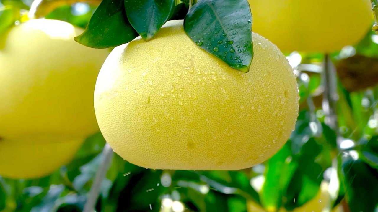 文旦的搬运工——文旦是如何种植的？ _腾讯视频