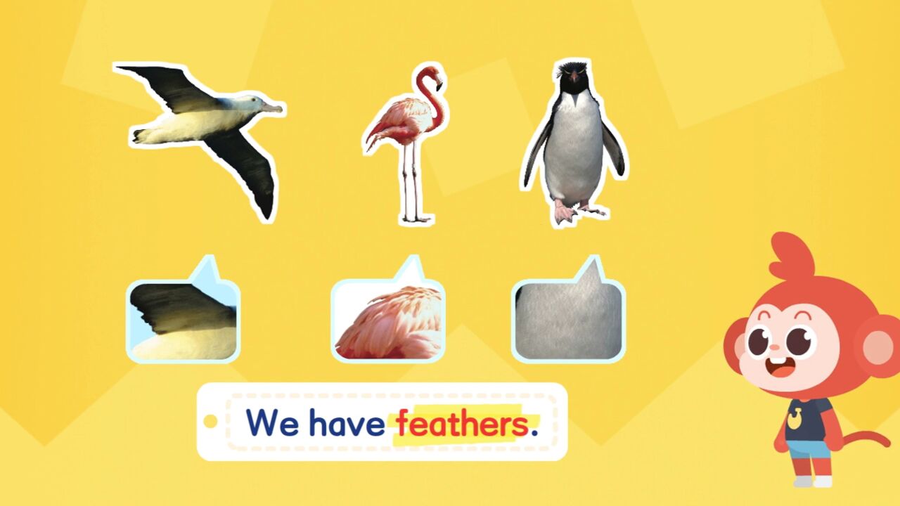 第01集：Animal Coverings_高清1080P在线观看平台_腾讯视频