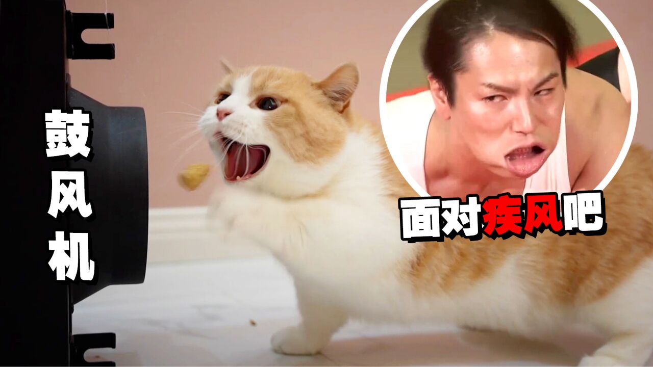 当我把岛国综艺复刻给猫狗玩,猫:你是真的狗!腾讯视频