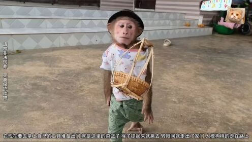 收获桂圆，小猴子大早上坐在门口看书，回头就跑去田里摘桂圆_高清1080P在线观看平台_腾讯视频