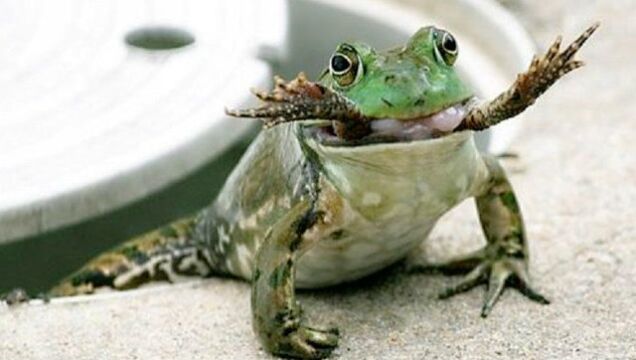 牛蛙捕食小青蛙，活蹦乱跳的直接吞下去_腾讯视频