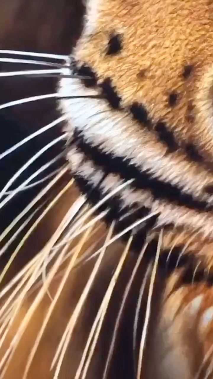 超，超，超写实动物油画《老虎》太细致了！_高清1080P在线观看平台_腾讯视频