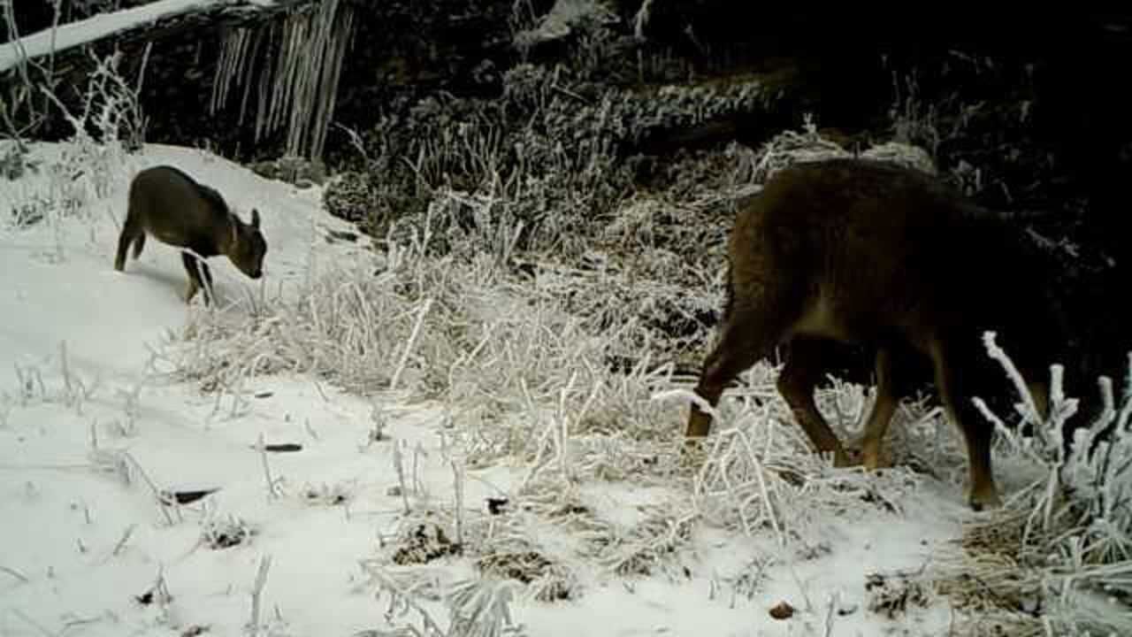自然保护区野生动物“线上拜年”，多种国家级保护动物现身_高清1080P在线观看平台_腾讯视频