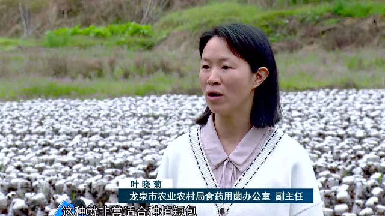 这项新技术让黑木耳成为龙泉农户增收共富路上的“黑牡丹”_高清1080P在线观看平台_腾讯视频