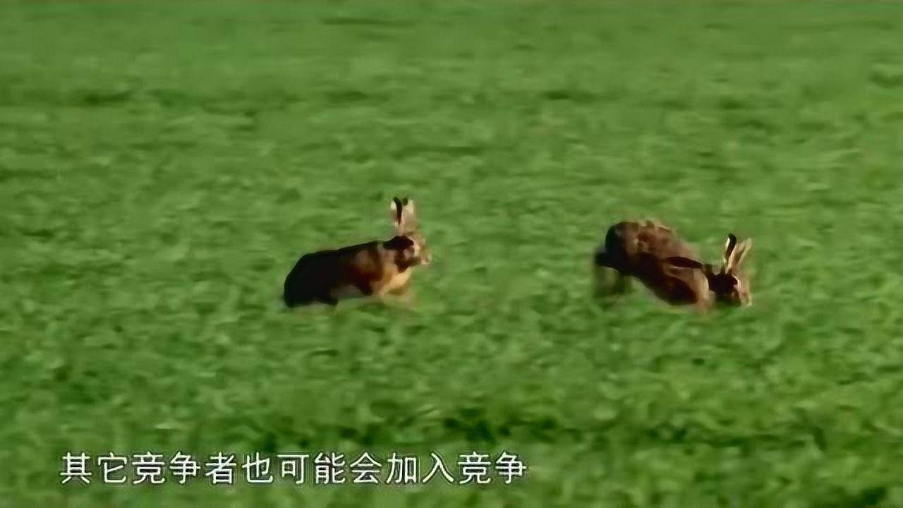 第一次知道兔子交配靠赛跑，跑得快的可配两只雌兔！_高清1080P在线观看平台_腾讯视频