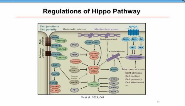 Hippo信号通路调控和疾病机制研究_腾讯视频