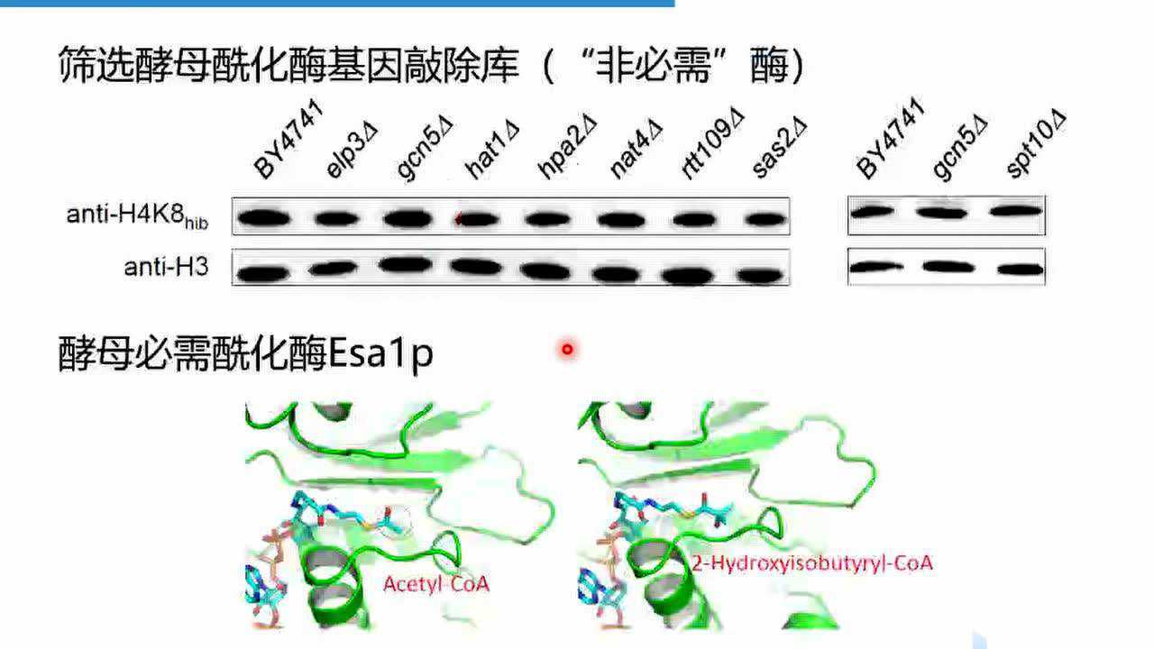 【修饰】黄河研究员：二羟基异丁酰化功能阐释_高清1080P在线观看平台_腾讯视频