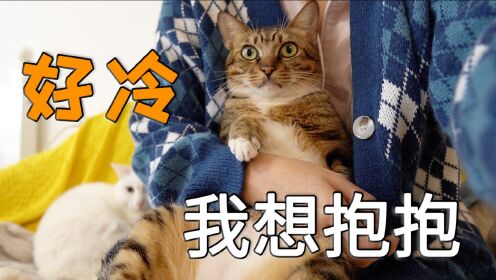 天冷了，把猫咪冻得直发抖，一早起床就委屈巴巴地跟主人诉苦_高清1080P在线观看平台_腾讯视频