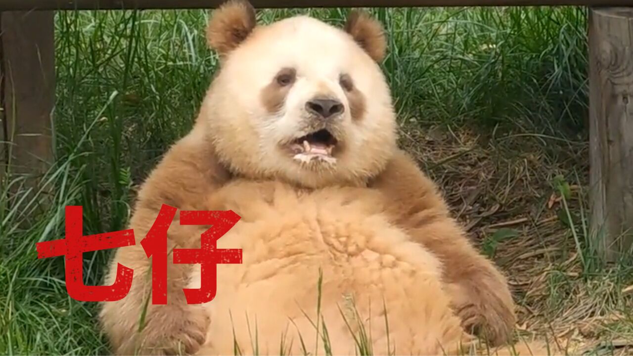 现存唯一圈养棕色大熊猫，七仔！地主家的傻儿子_高清1080P在线观看平台_腾讯视频