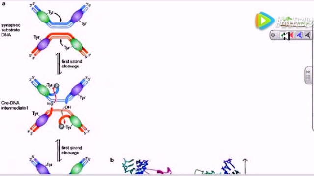 揭秘"Cre-loxp system"_腾讯视频