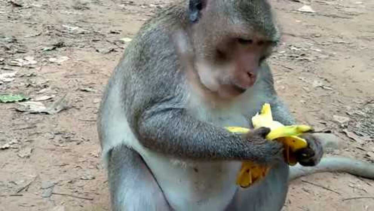 猴子吃香蕉，剥皮手法真溜！看的我目瞪口呆_腾讯视频