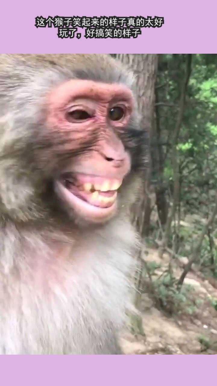 这个猴子笑起来的样子真的太好玩了，好搞笑的样子_腾讯视频