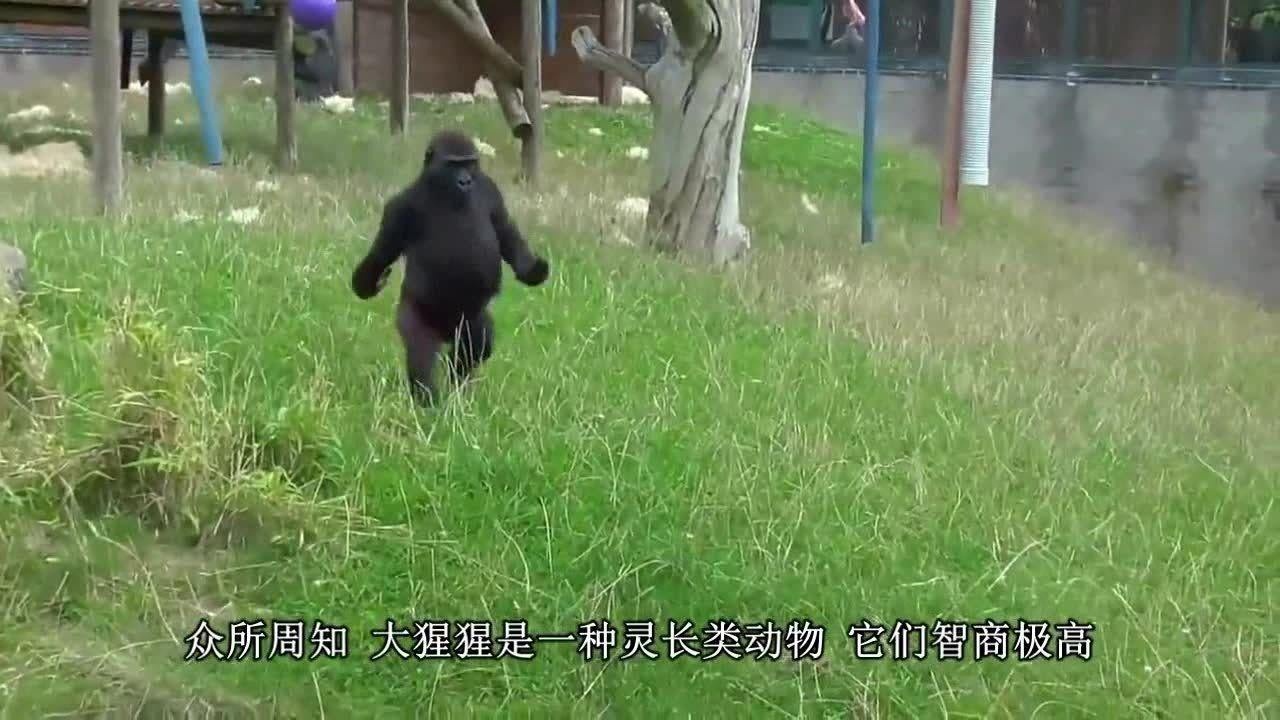与护林员玩自拍，大猩猩超专业站姿表情太像人类了，网友表示偶像团体_高清1080P在线观看平台_腾讯视频