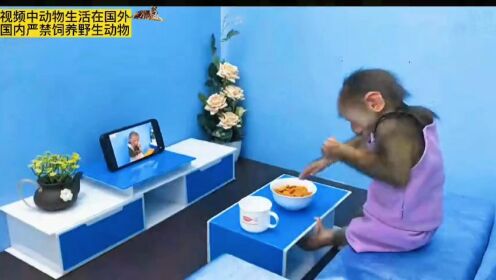 小猴子会自己洗衣服，做饭看书，你敢相信？_高清1080P在线观看平台_腾讯视频