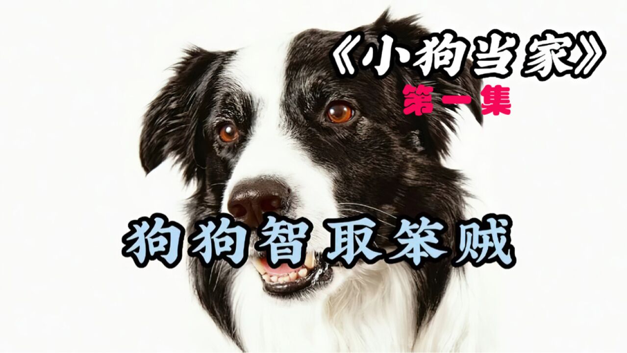 太搞笑了，狗狗版本的《小鬼当家》_高清1080P在线观看平台_腾讯视频