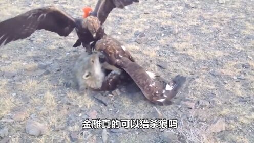 罕见！金雕捕杀野狼，狼被金雕的利爪刺穿，金雕真是狼的天敌_高清1080P在线观看平台_腾讯视频