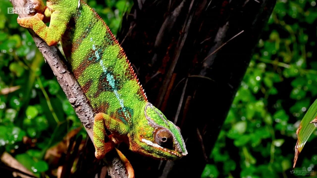 YakaaDee第四季-09.Lizard_高清1080P在线观看平台_腾讯视频