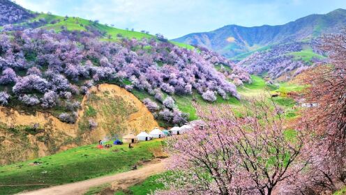 今日景点推荐：杏花沟，伊犁河谷的人间仙境，距离海洋最远的杏花_高清1080P在线观看平台_腾讯视频