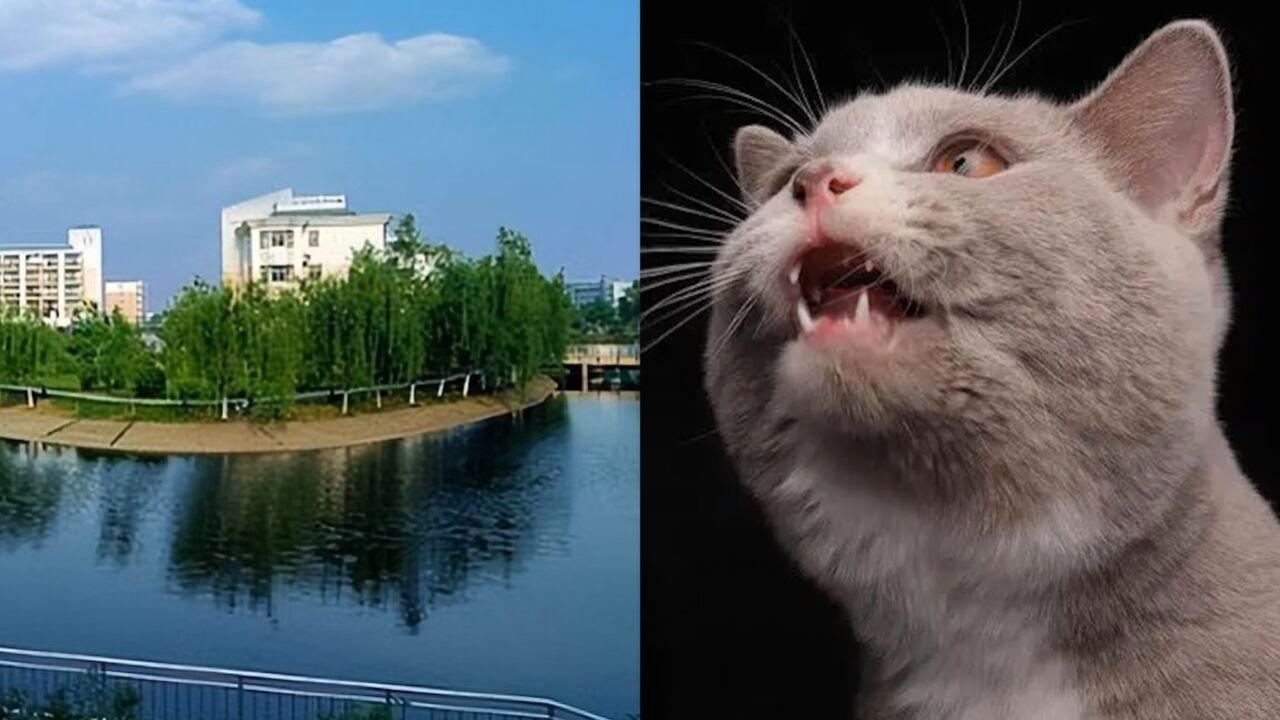 最新进展！南阳理工虐猫学生被警方拘留7天，此前已被学校开除学籍腾讯视频