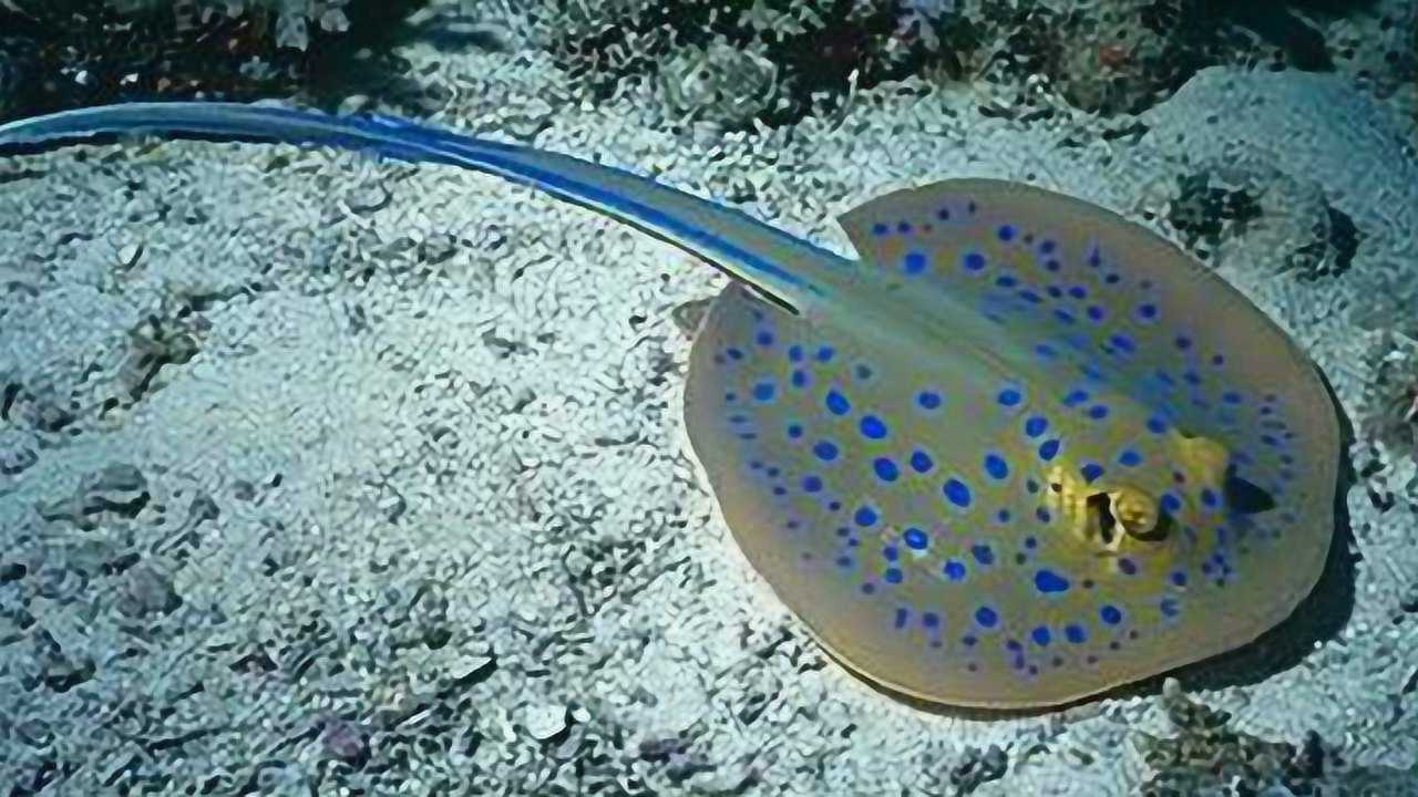 电鳐一次放电最高可达220V，看它如何在3秒之内电死一条鱼的！_高清1080P在线观看平台_腾讯视频