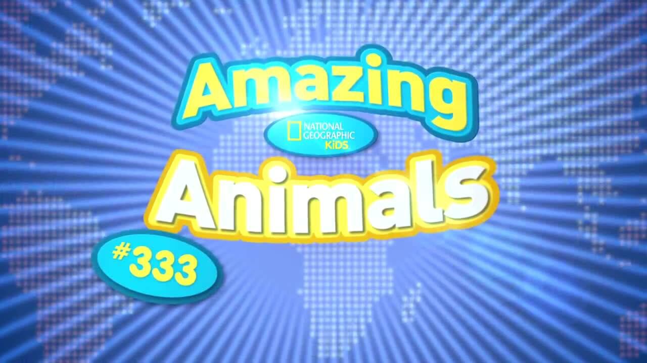 AmazingAnimalsAfricanLion 洪老师的动物课堂_腾讯视频