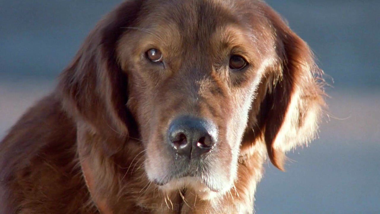 这条狗的演技太棒了，秒杀一众所谓明星演员_腾讯视频