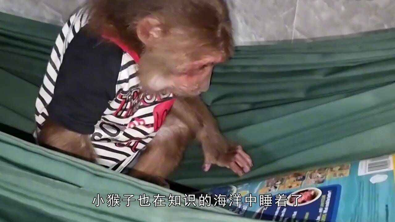 小猴子自己刷牙洗脸，早起之后主动做家务，吃饭之时都要看书学习_腾讯视频