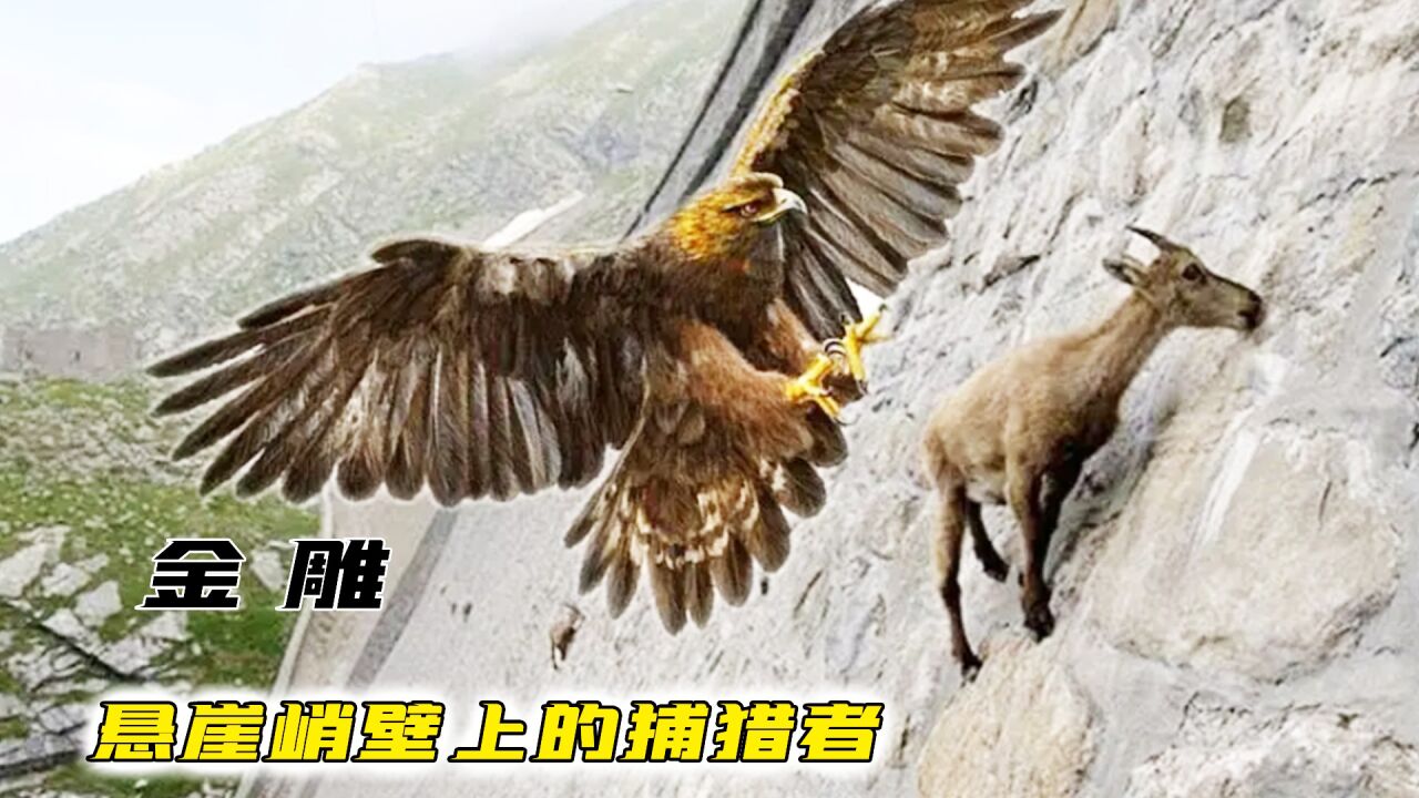 金雕，悬崖峭壁上的捕猎者，居然能捕食比自己大几倍的猎物_高清1080P在线观看平台_腾讯视频