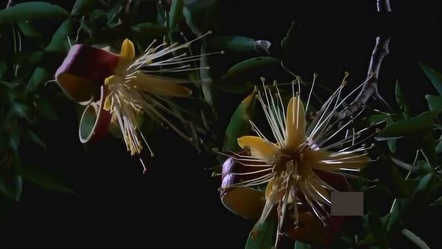 猴面包树开花过程，简直就是一场令人难忘的表演_腾讯视频