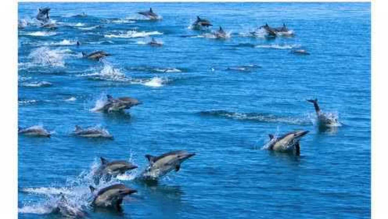 【国家地理分级读物】The Incredible Dolphin (RE-1-1A)_腾讯视频