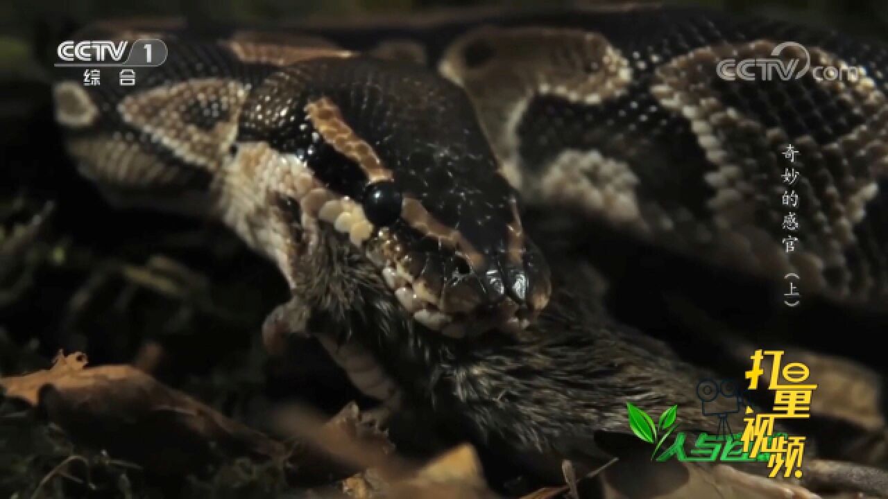 蛇的视力很差，那它是如何发现猎物的呢？来看蛇捕捉老鼠_高清1080P在线观看平台_腾讯视频