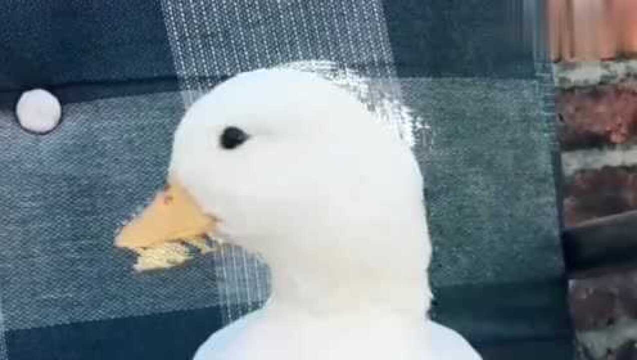 鸭子叫的声音视频，没想到它叫的声音很好听，长见识了