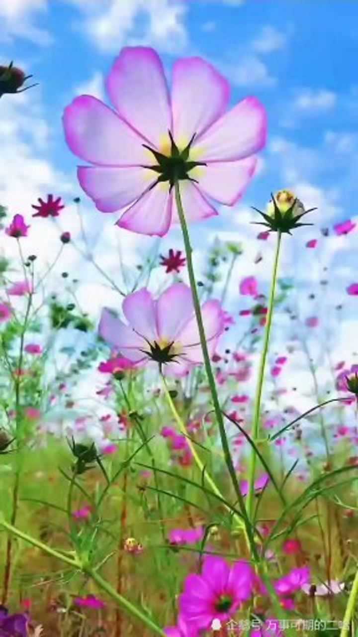 春天花儿美丽的景色_高清1080P在线观看平台_腾讯视频