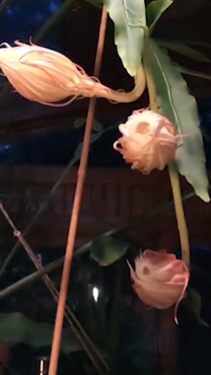 昙花一现，瞬间永恒，惊艳时空 #昙花一现 #昙花 #静看花开花落 #万物生长 #禅意生活 #静心看世界 #养花修心 #生命的力量 #盛开的花朵 ...