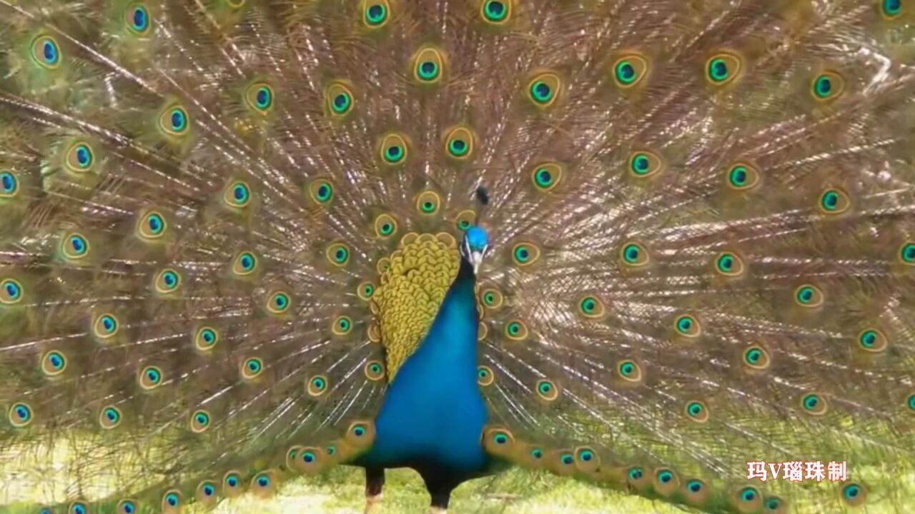 邱克玉葫芦丝演奏：《美丽的金孔雀》_腾讯视频