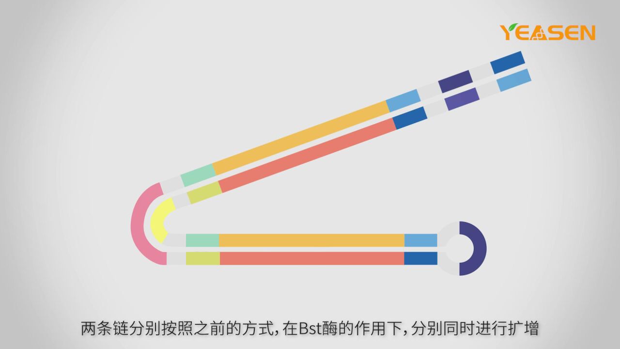 等温扩增之LAMP原理介绍_高清1080P在线观看平台_腾讯视频