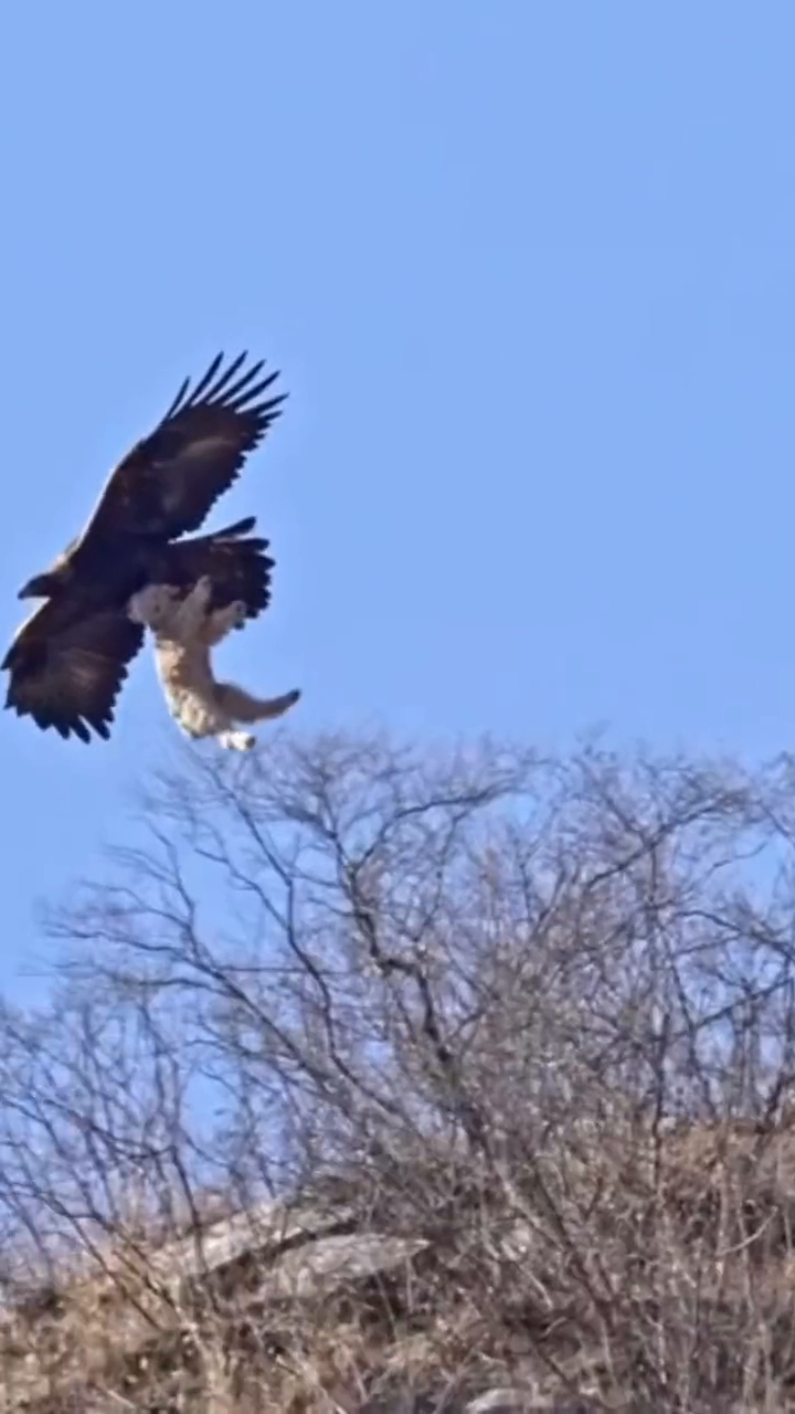 金雕抓羊！场面震撼，摄影爱好者拍下捕食全过程_高清1080P在线观看平台_腾讯视频