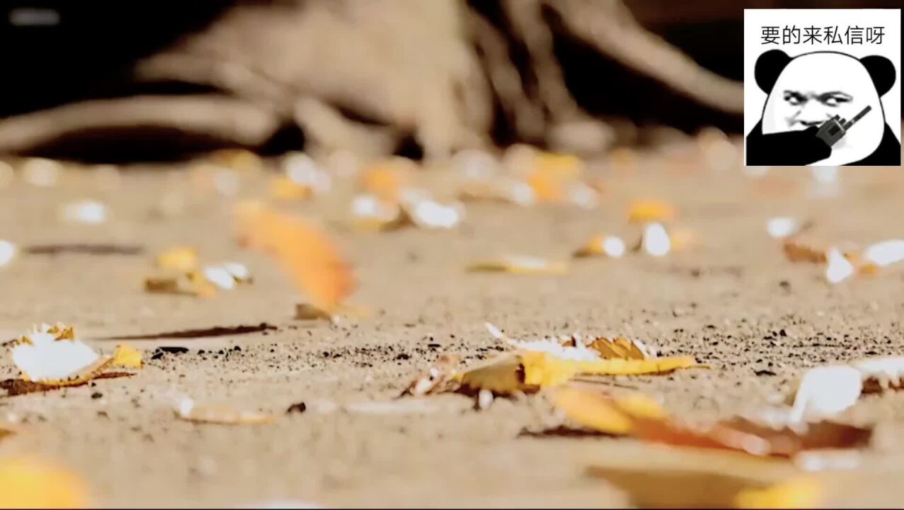 朋友们玩了三天乙白沙也加葵司_高清1080P在线观看平台_腾讯视频