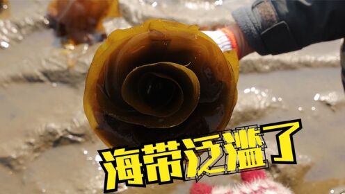 沙滩上出现大量的海带，三个海带就把小框装满了_高清1080P在线观看平台_腾讯视频