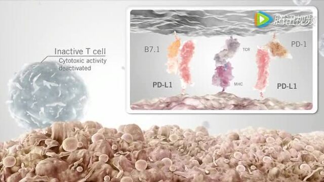 PD-1 作用机制介绍_腾讯视频