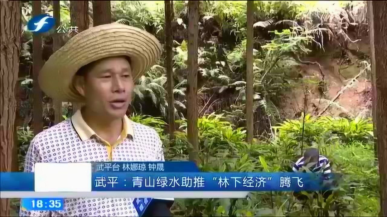 武平青山绿水助推“林下经济”腾飞_腾讯视频