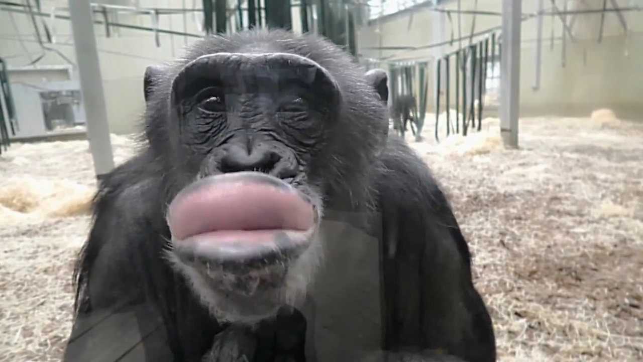 表情帝：全网火爆的黑猩猩表情包，看一次笑一次_腾讯视频