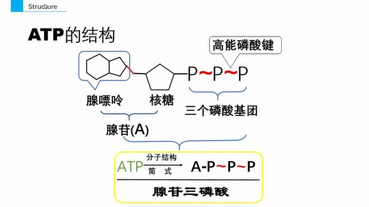 ATP的结构与功能_腾讯视频