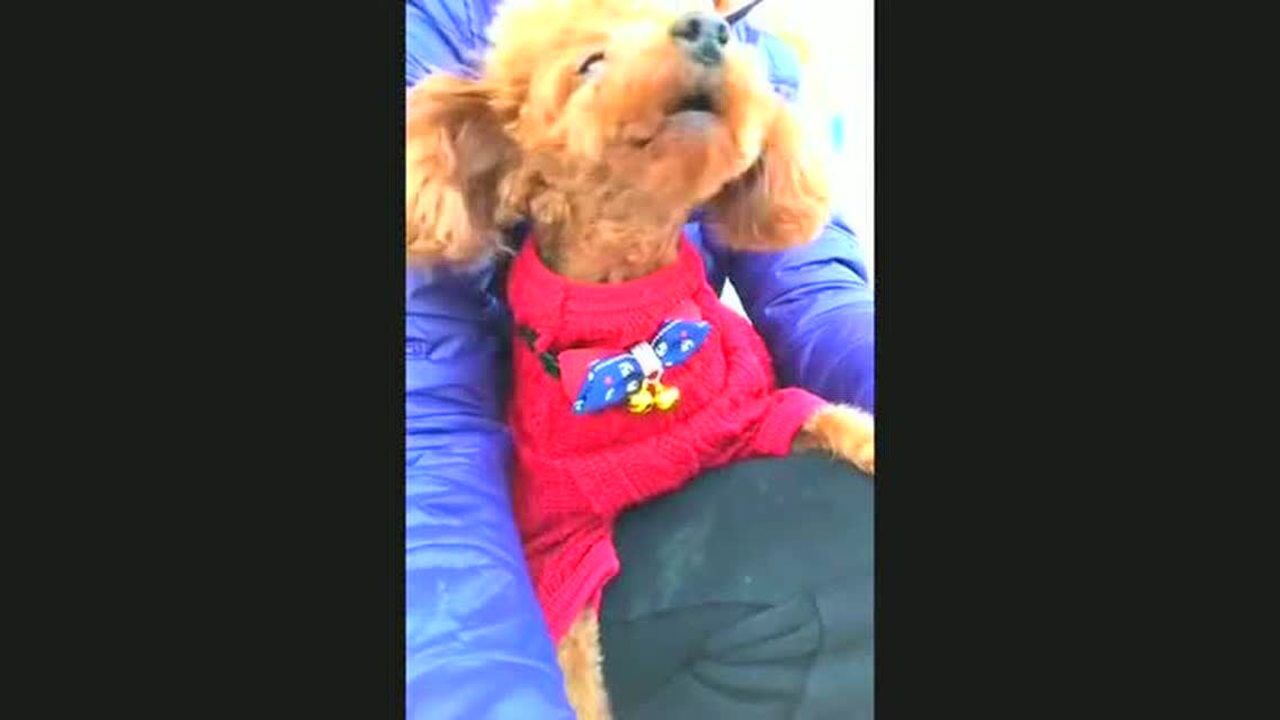 这货听见救护车声音,就成这了,难道是听懂了_高清1080P在线观看平台_腾讯视频