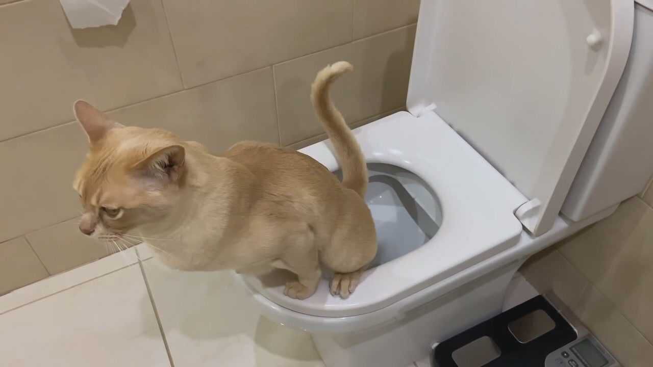 怎样教猫咪上厕所?猫会上马桶大小便了,还帮助人省猫砂!高清1080p在线观看平台腾讯视频