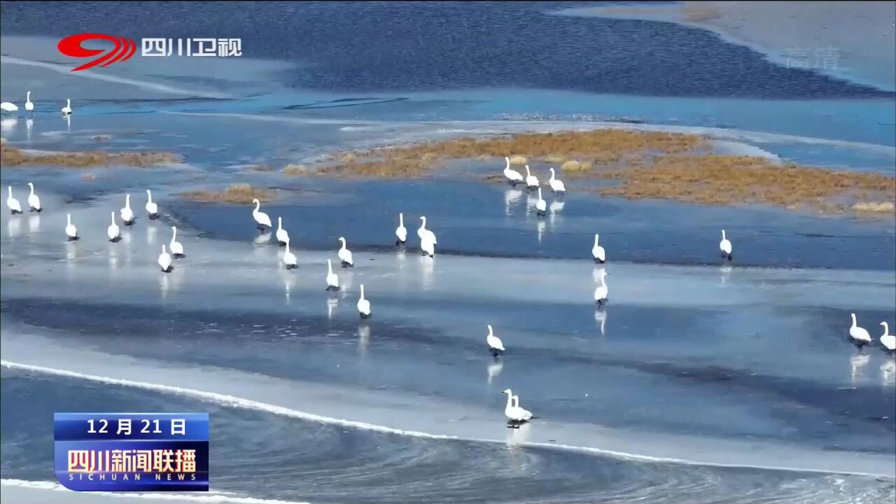 四川新闻联播丨成群大天鹅飞抵若尔盖栖息越冬_腾讯视频