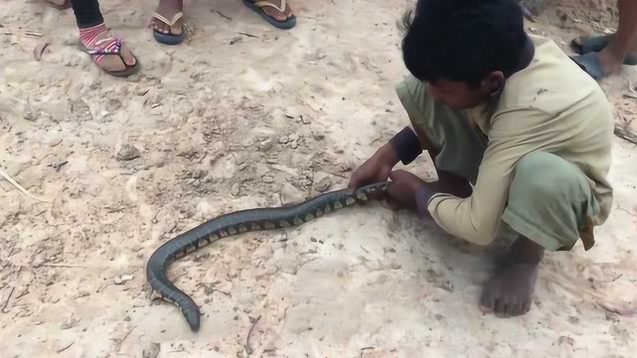 树洞传出异常响声，男子竟徒手抓出可怕生物，真胆大！_高清1080P在线观看平台_腾讯视频