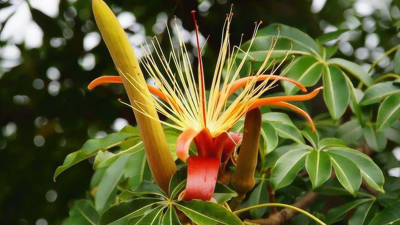 猴面包树花朵,猴面包树_大山谷图库