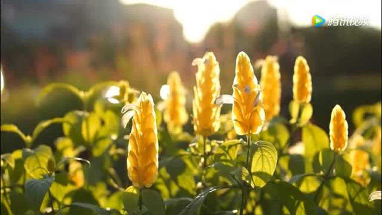 春天的美丽景色景_高清1080P在线观看平台_腾讯视频