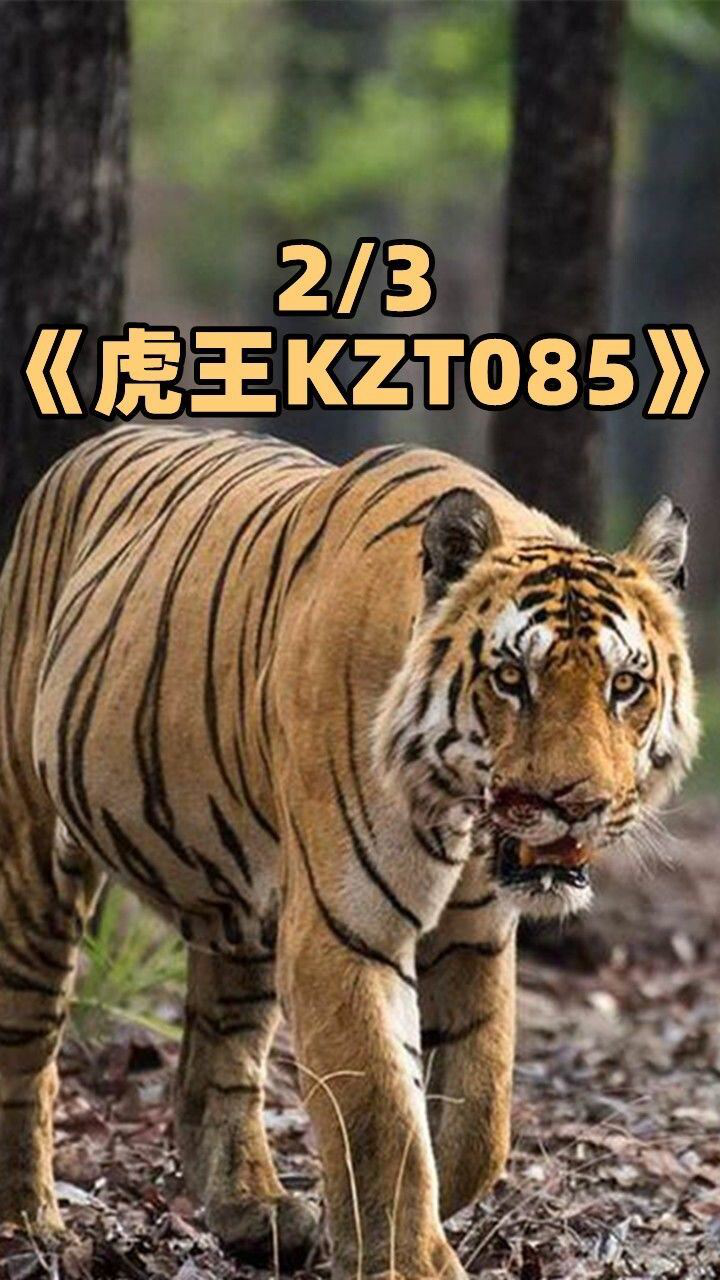 虎王KZT085精彩速看_《虎王KZT085》老虎天花板，已知最强的野生孟虎没有之一。（中）_高清1080P在线观看平台_腾讯视频